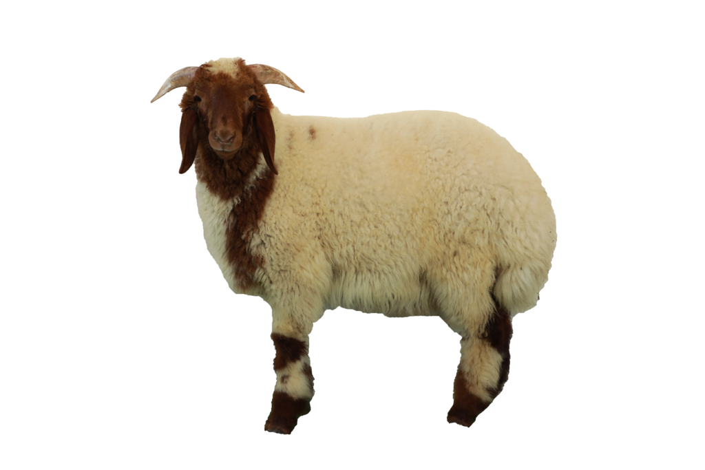 Local Sheep – DHABAYEH UAE – ذبائح الإمارات