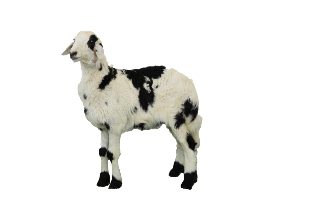 Local Sheep – DHABAYEH UAE – ذبائح الإمارات