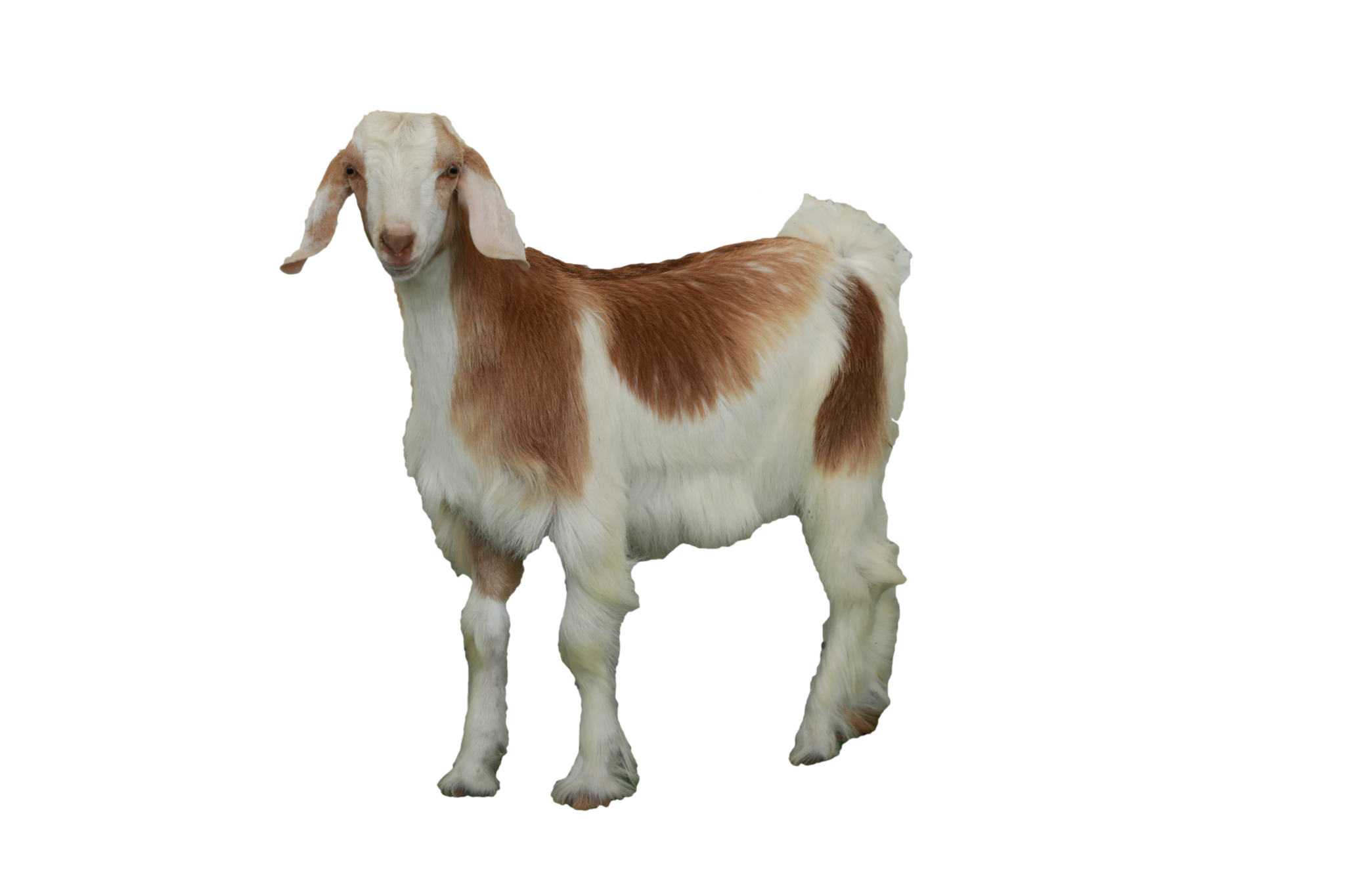 Local Goat – DHABAYEH UAE – ذبائح الإمارات