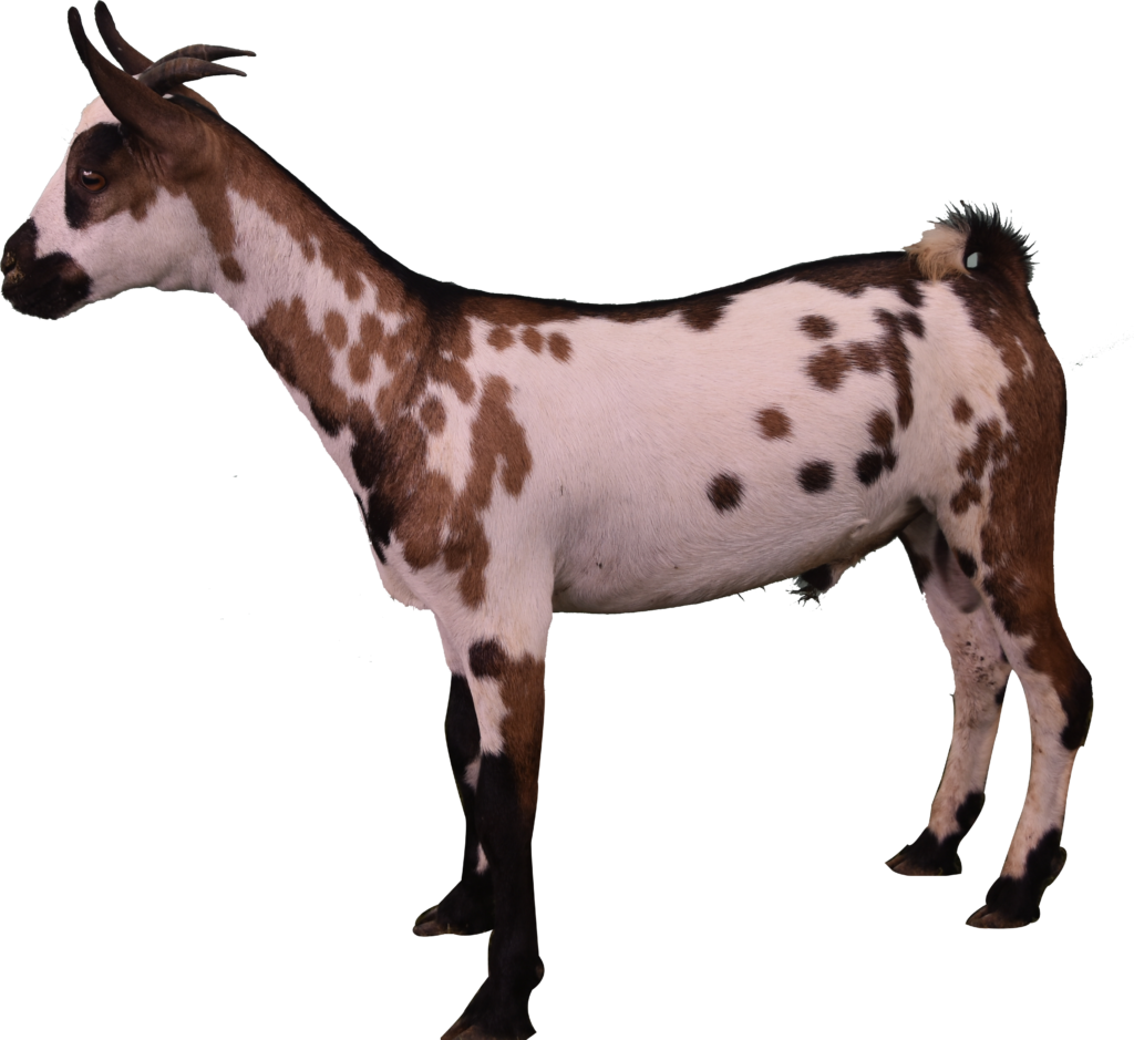 Local Goat – DHABAYEH UAE – ذبائح الإمارات